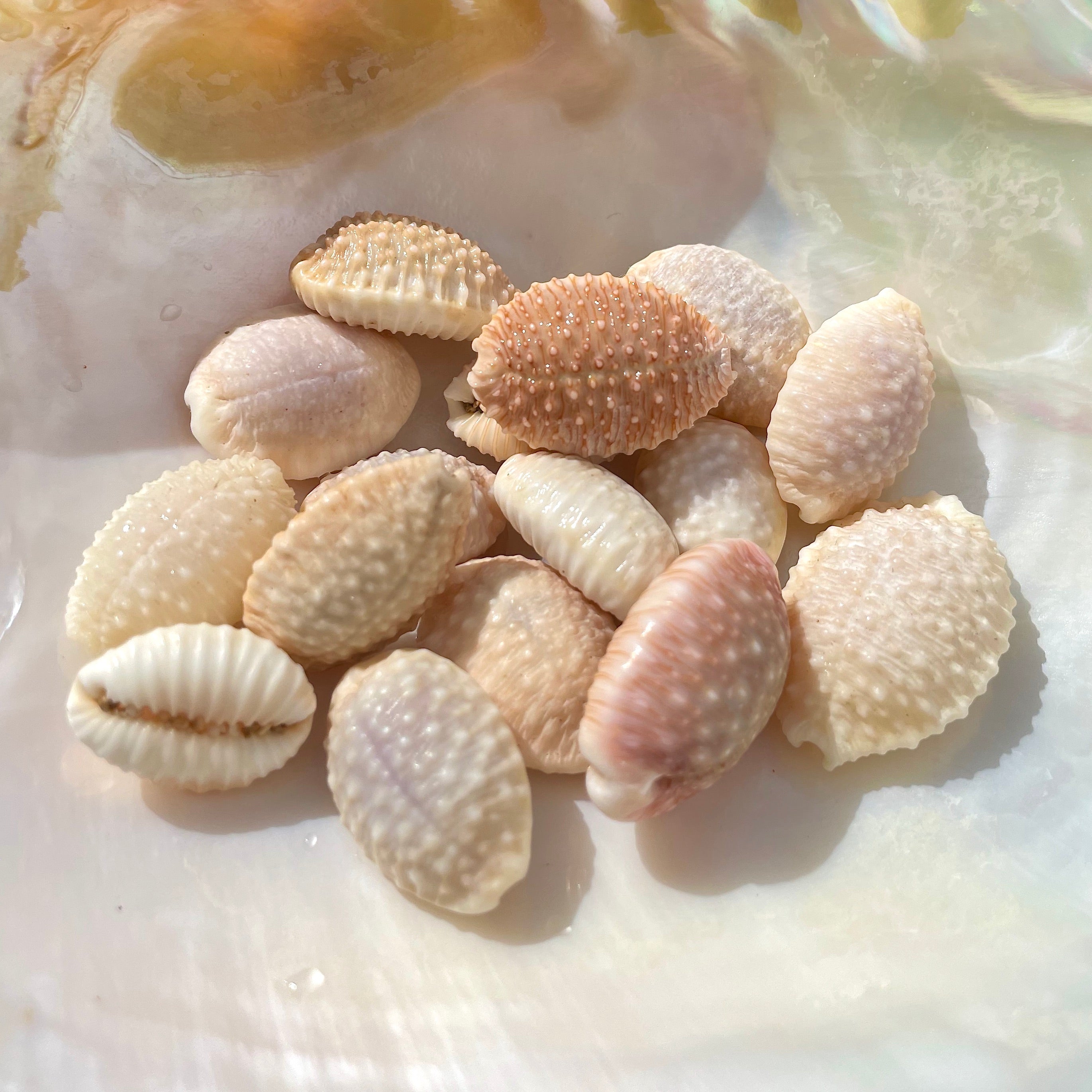 Granulated Cowry Shell Bangle